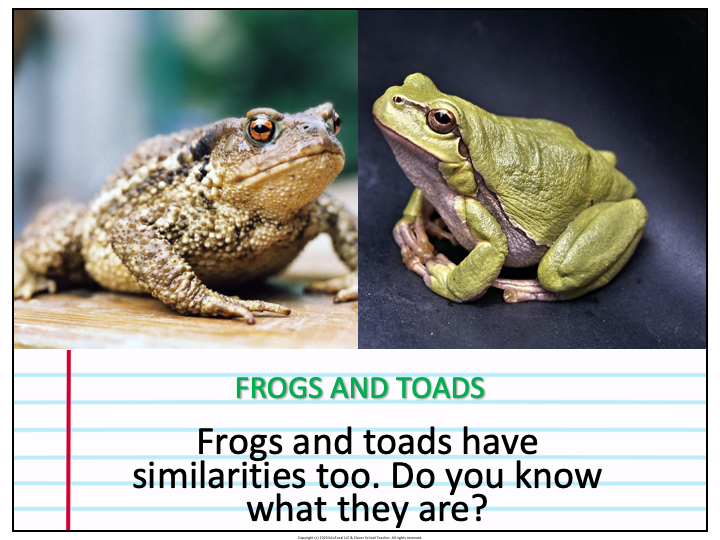 Compare and Contrast Animal Activity - Clever School Teacher